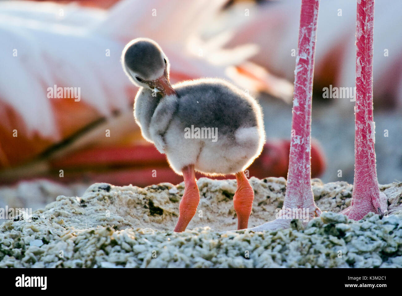 THE CRIMSON WING : MYSTERY OF THE FLAMINGOS aka THE CRIMSON WING : O ...