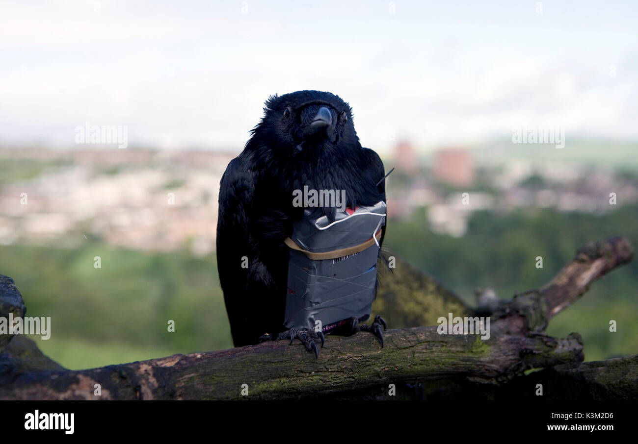 Four Lions Movie Poster