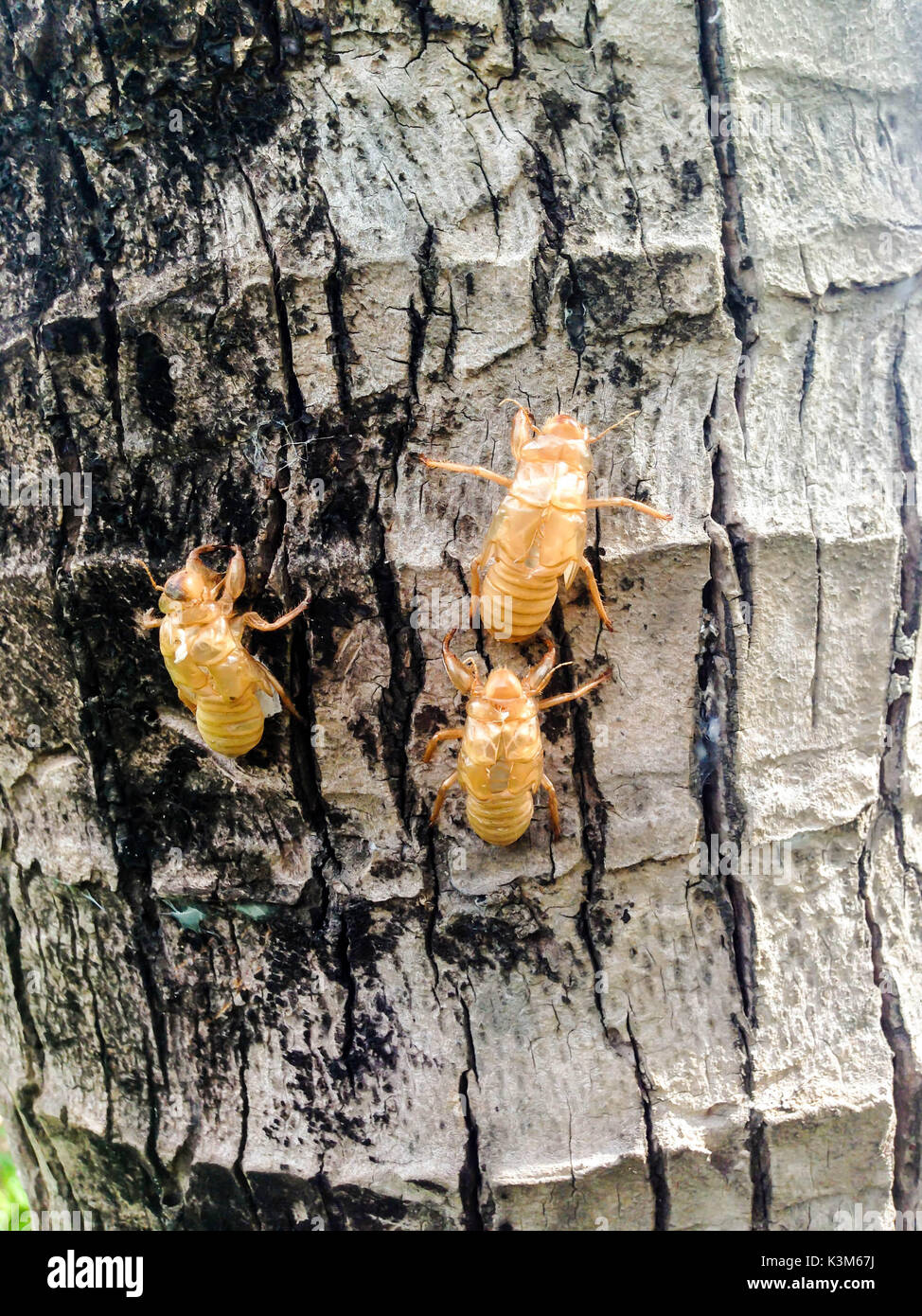 Cicada molt on the tree in the nature garden Stock Photo - Alamy