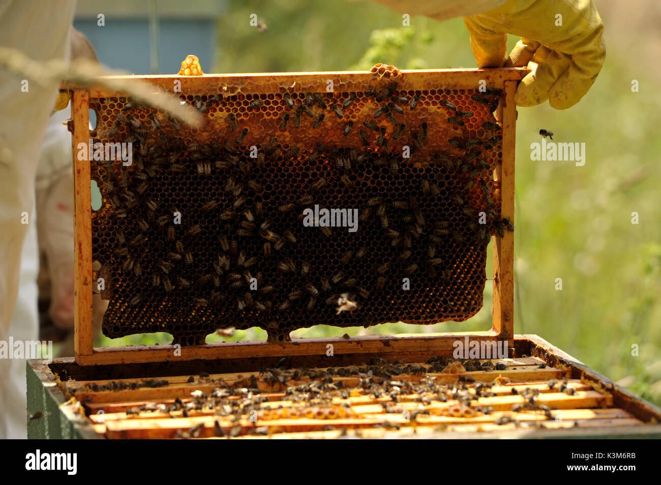 harvest, honey, beehive, beekeeper Stock Photo - Alamy