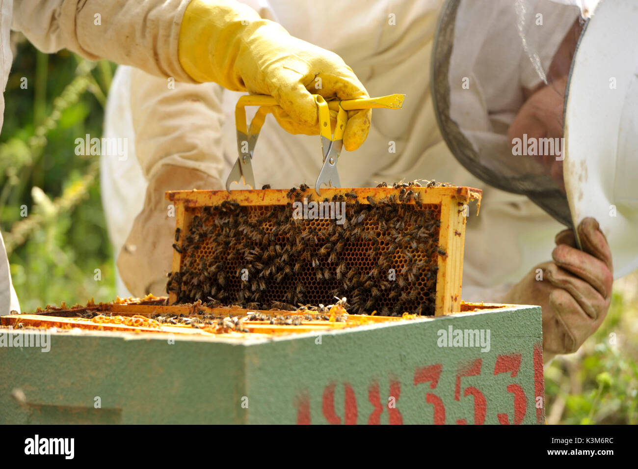 harvest, honey, beehive, beekeeper Stock Photo - Alamy
