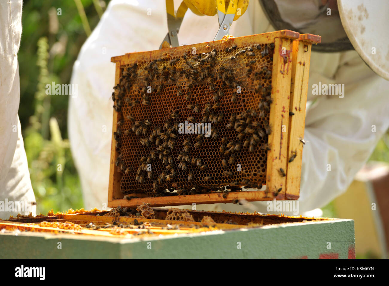 harvest, honey, beehive, beekeeper Stock Photo - Alamy