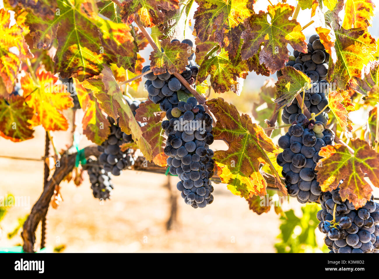 Closeup organic farm grapes hi-res stock photography and images - Alamy