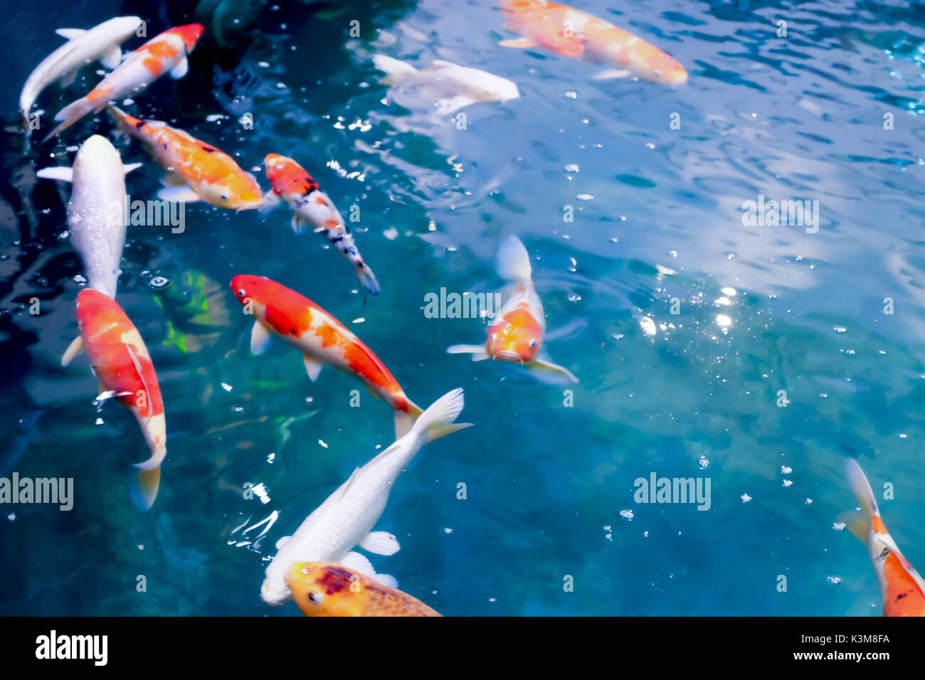 Japanese Carp Fish in Blue Water Stock Photo - Alamy