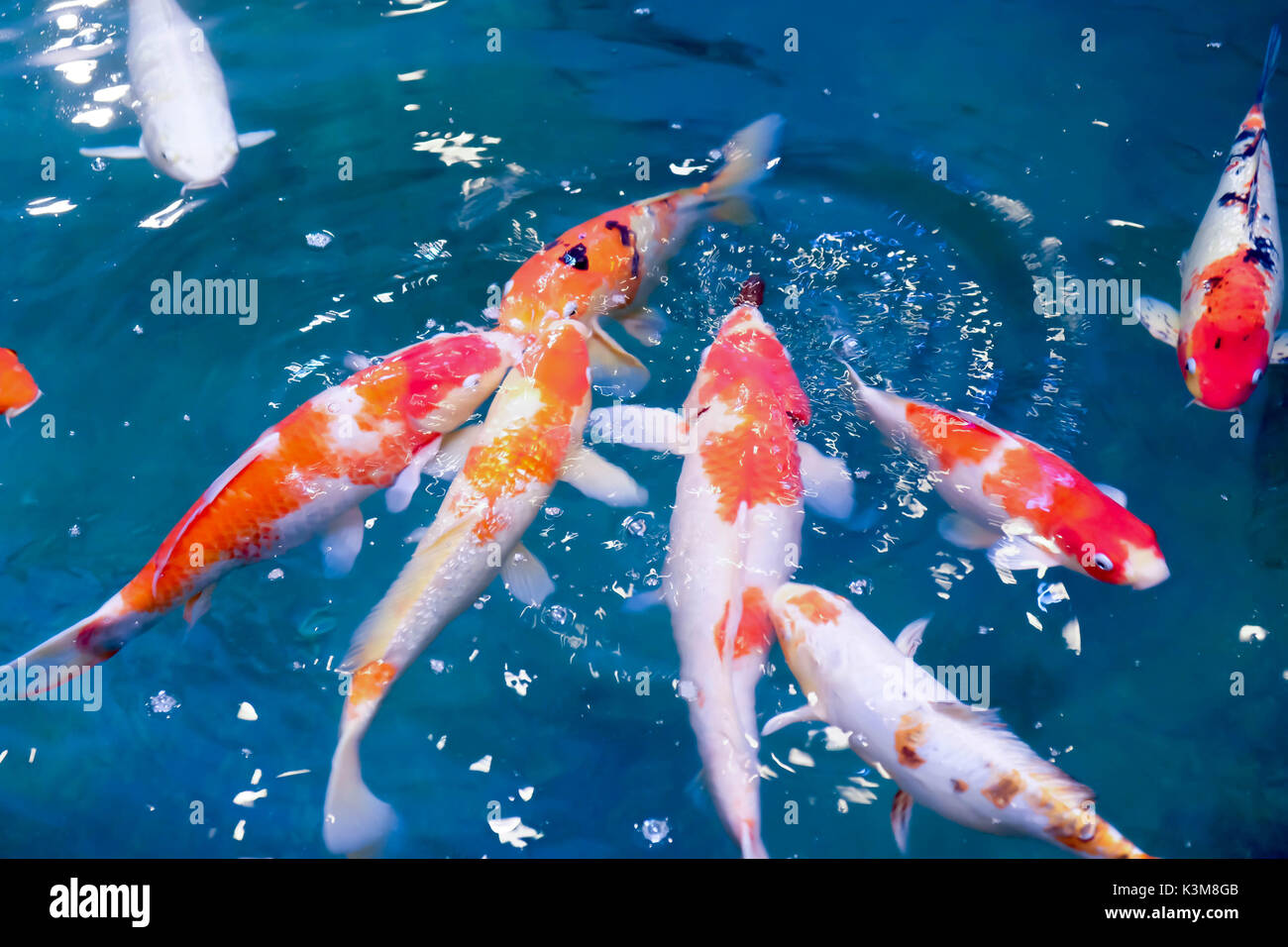 Japanese carp hi-res stock photography and images - Alamy