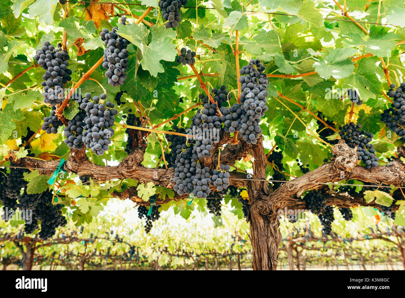 grapes on grape vine Stock Photo - Alamy