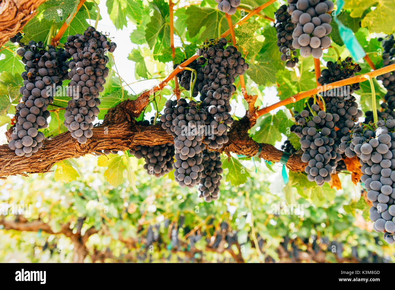 grapes on grape vine Stock Photo - Alamy