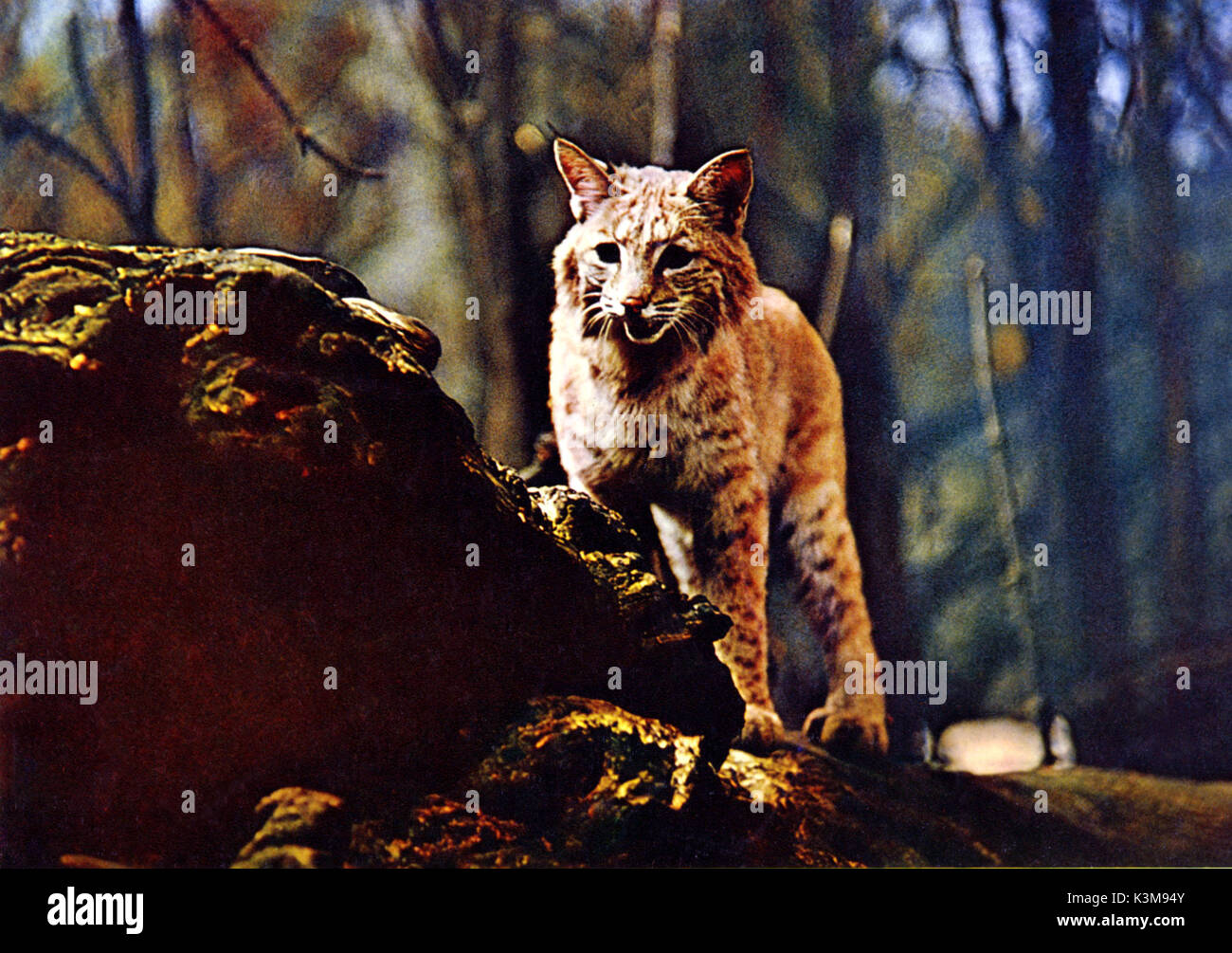 Very perri hi-res stock photography and images - Alamy