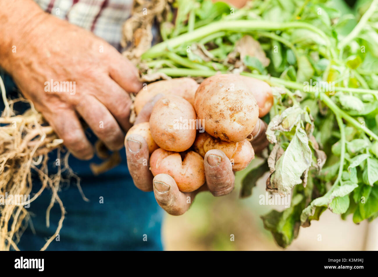Natural farm produce hi-res stock photography and images - Alamy
