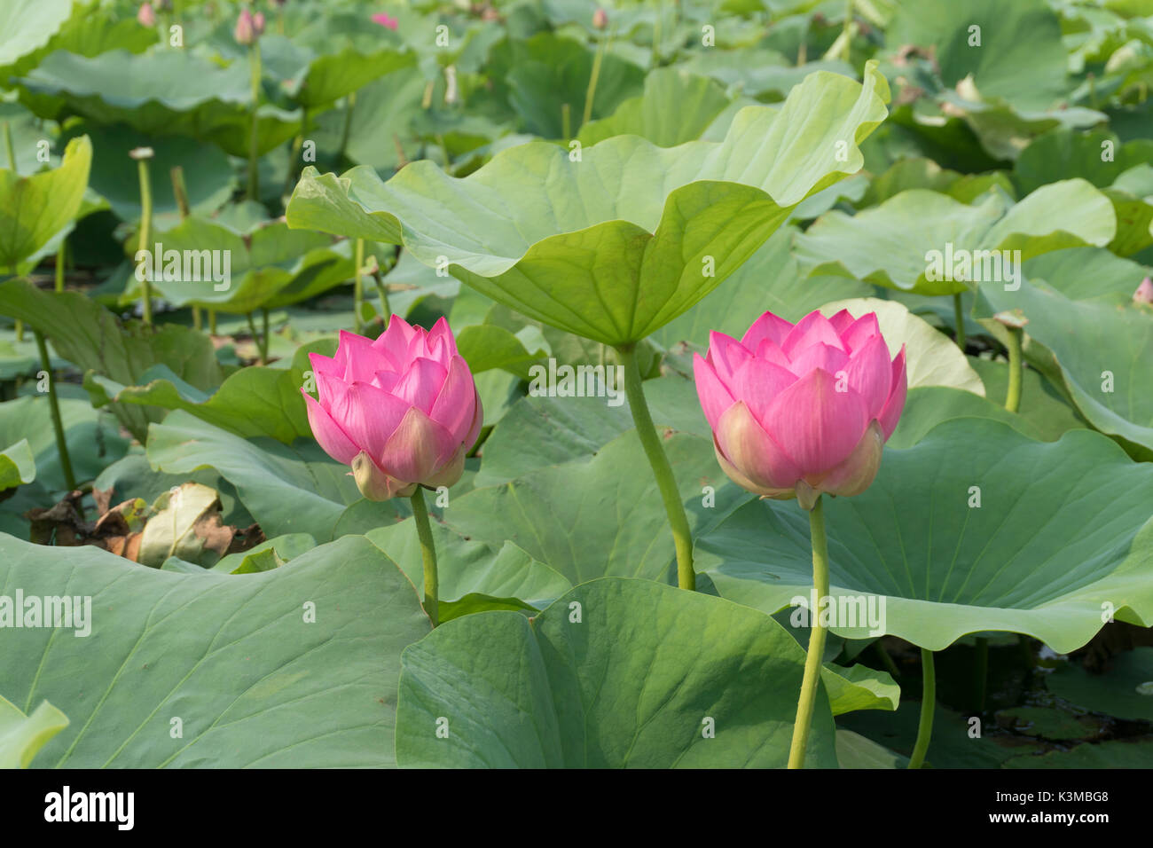 The beautiful lotus flower in full bloom in the summer of the pond ...