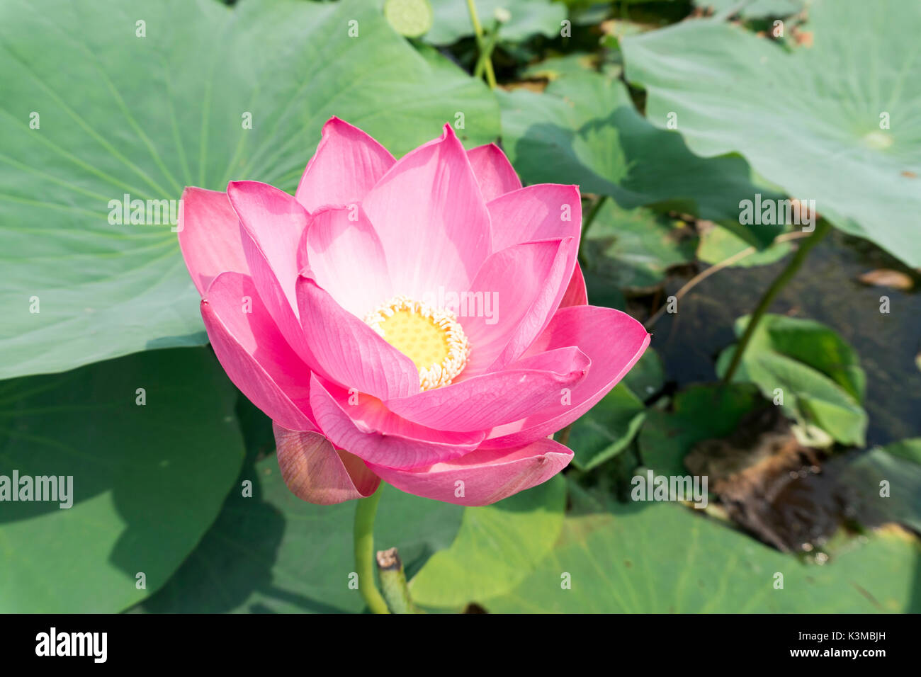 The beautiful lotus flower in full bloom in the summer of the pond ...