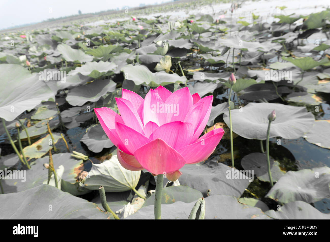 Vintage retro effect filtered of asian lotus flower Stock Photo - Alamy