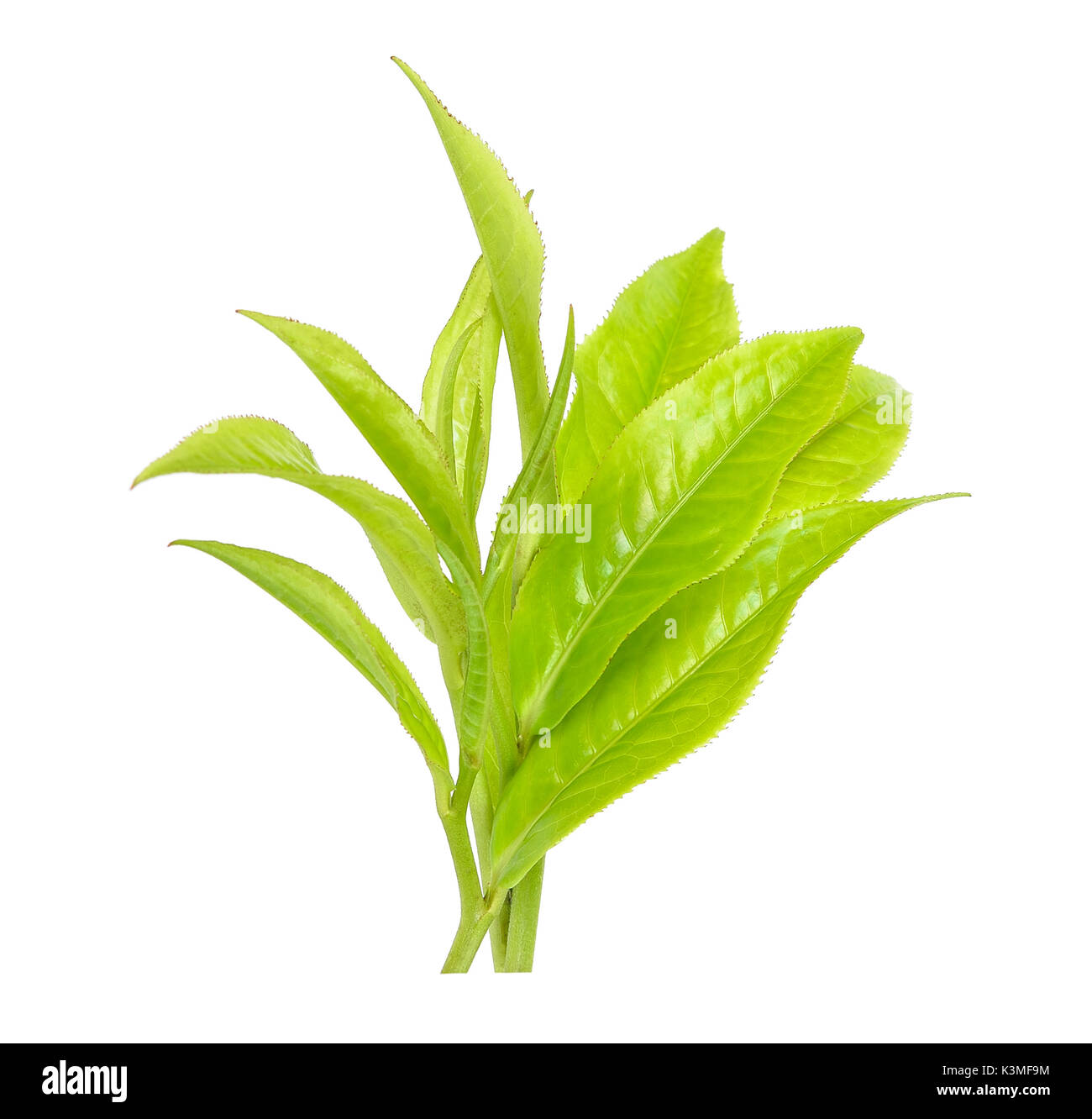 Tea leaf isolated on the white background Stock Photo - Alamy