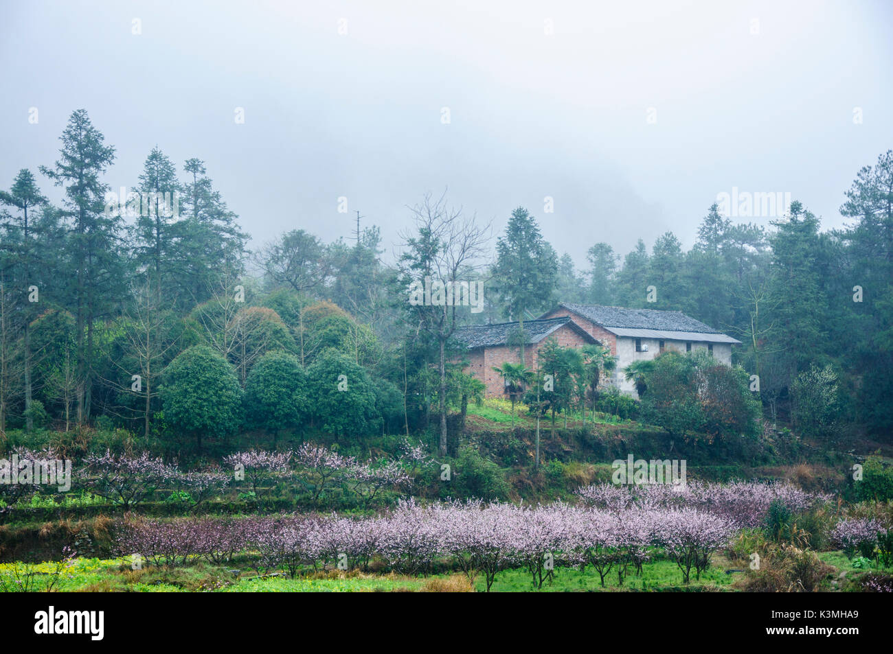 The colorful countryside scenery in the mist Stock Photo - Alamy