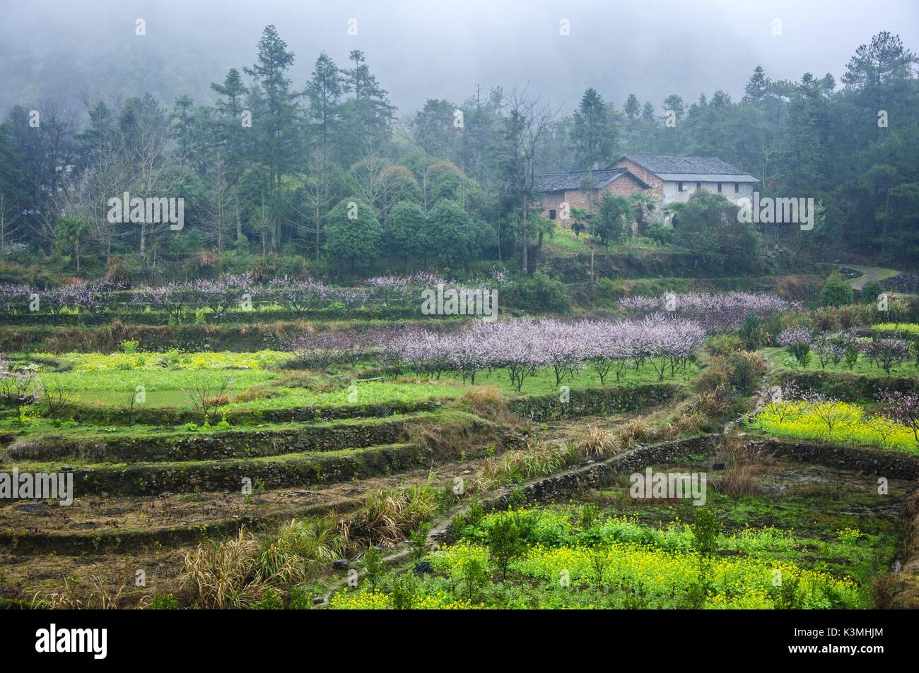The colorful countryside scenery in the mist Stock Photo - Alamy