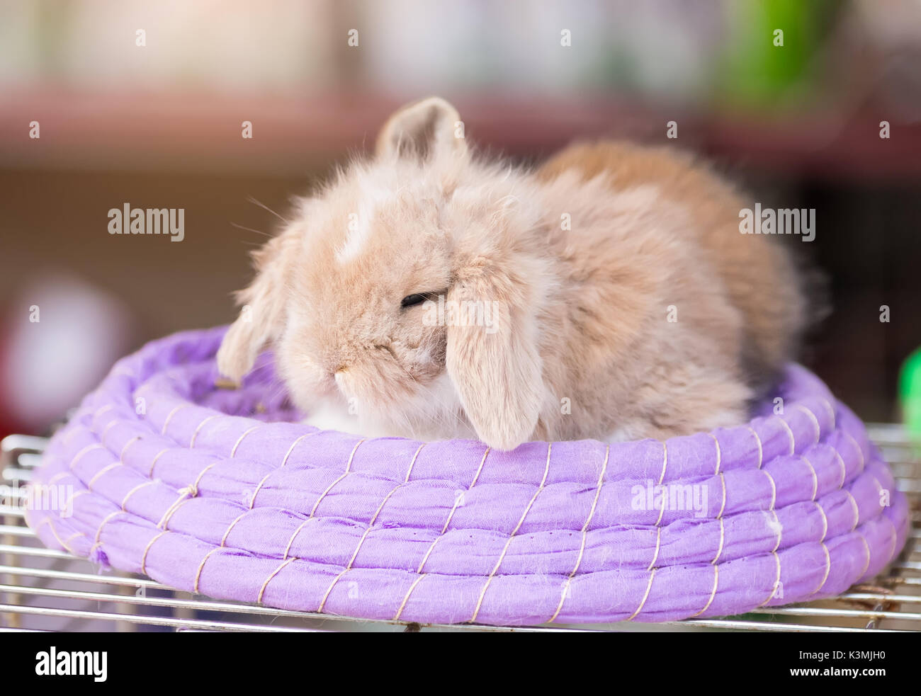 Cute Lop rabbit sitting in the basket Stock Photo - Alamy