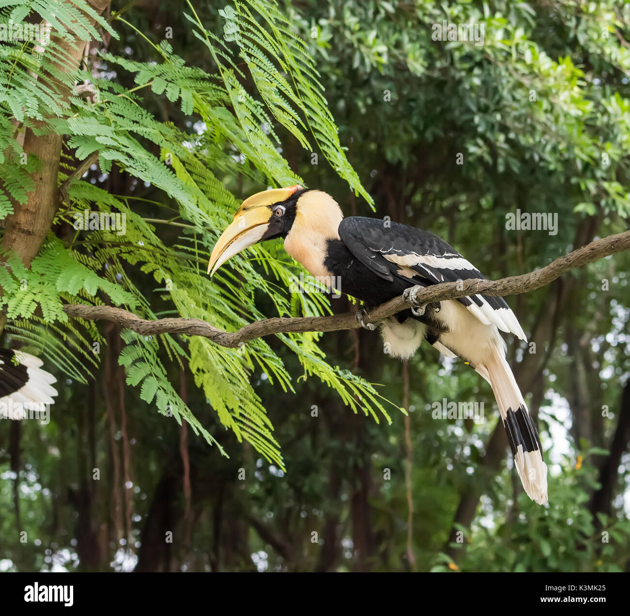 Great hornbill in rainforest Stock Photo - Alamy