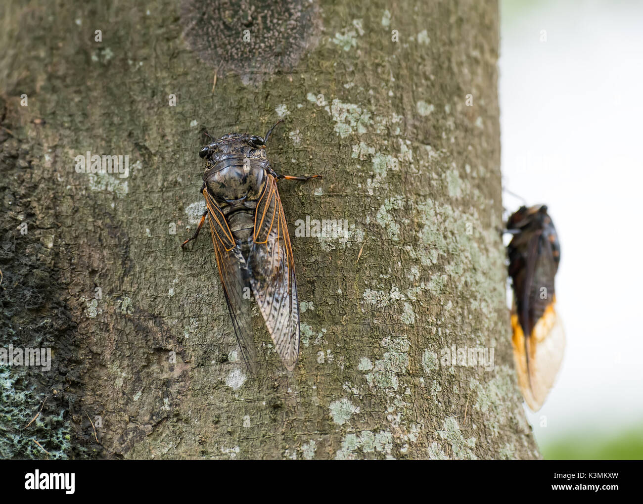 Singing cricket insect hi-res stock photography and images - Alamy