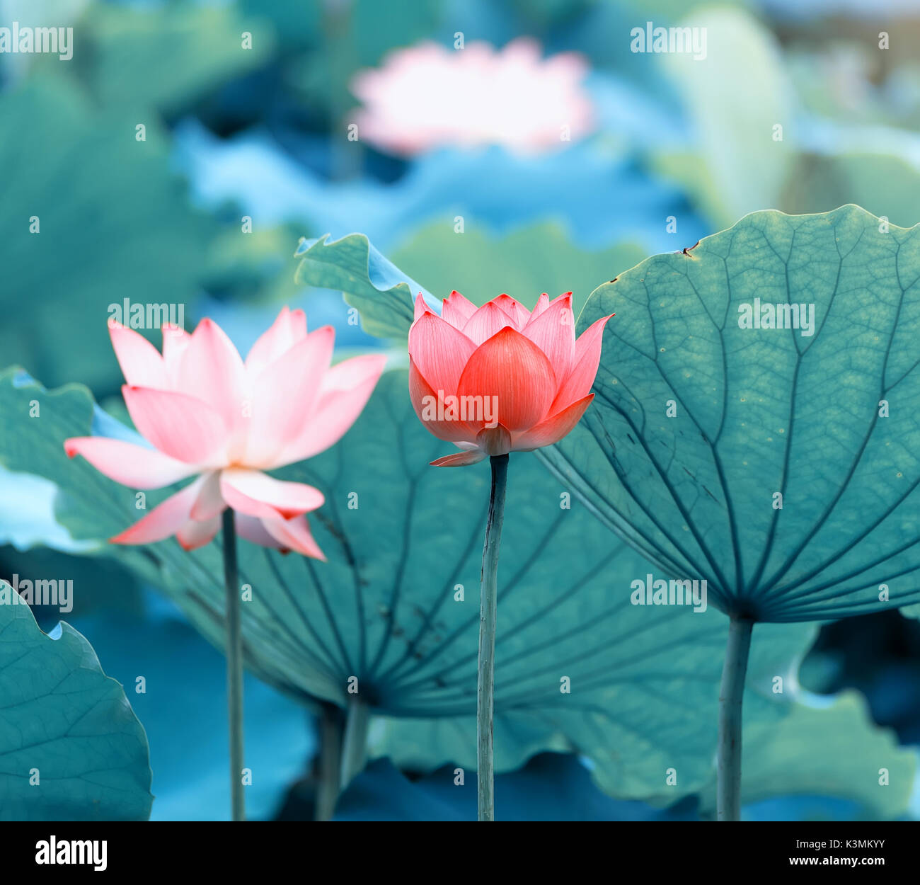 blooming lotus flower Stock Photo - Alamy