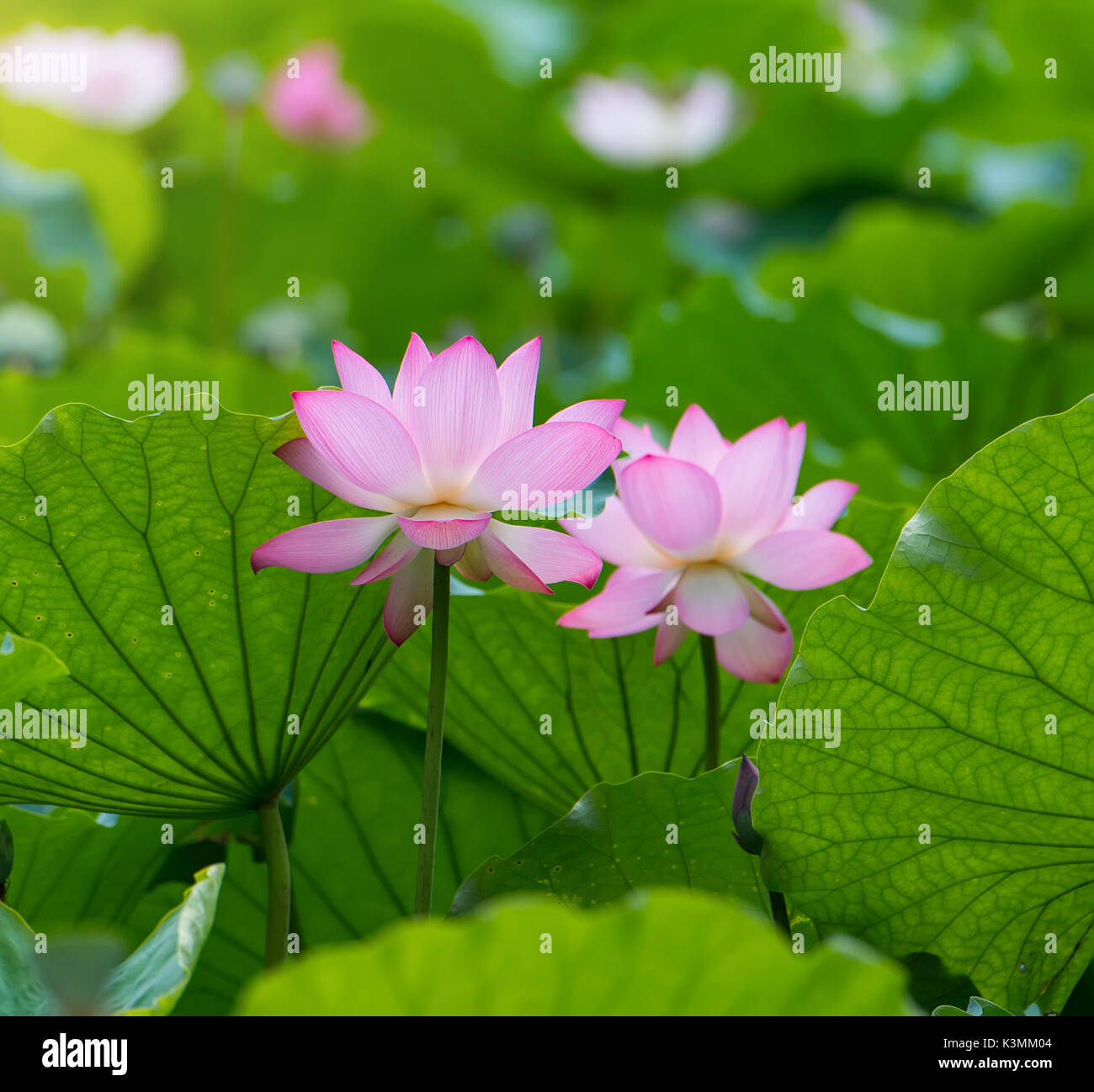 blooming lotus flower Stock Photo - Alamy