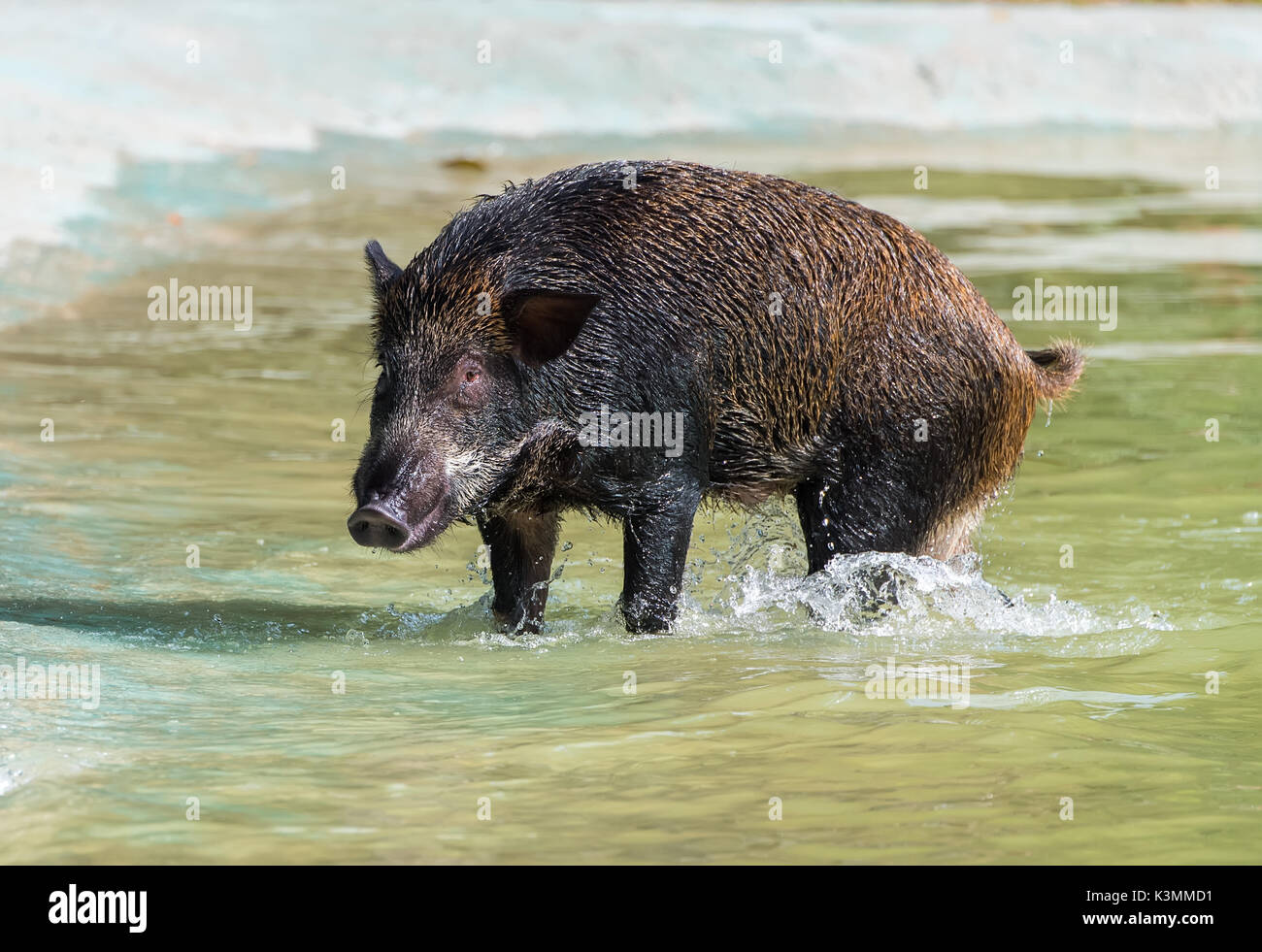 wild boar bathing in a pond Stock Photo - Alamy