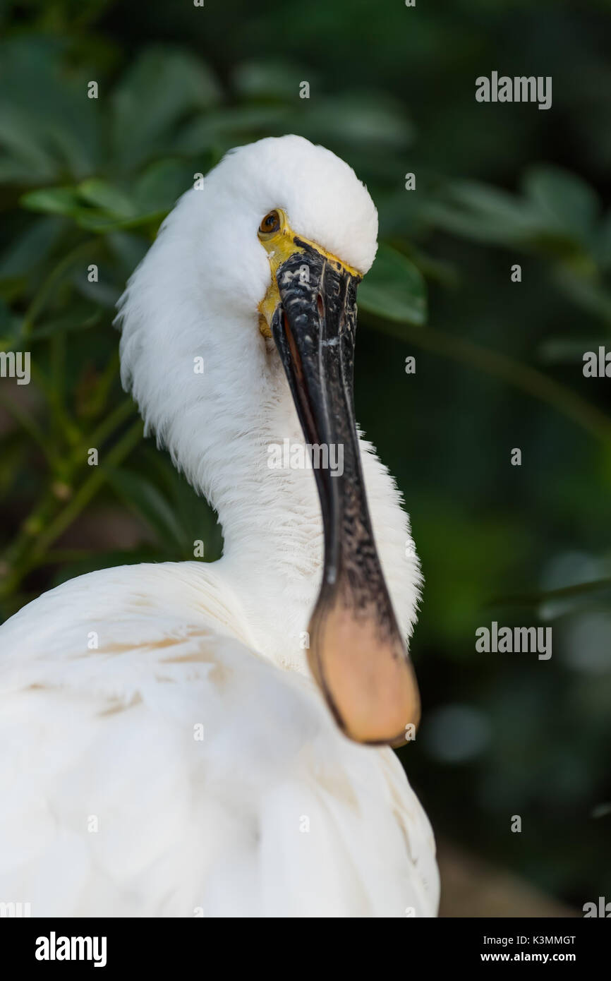 Spoonbill Bird Portrait Stock Photo - Alamy