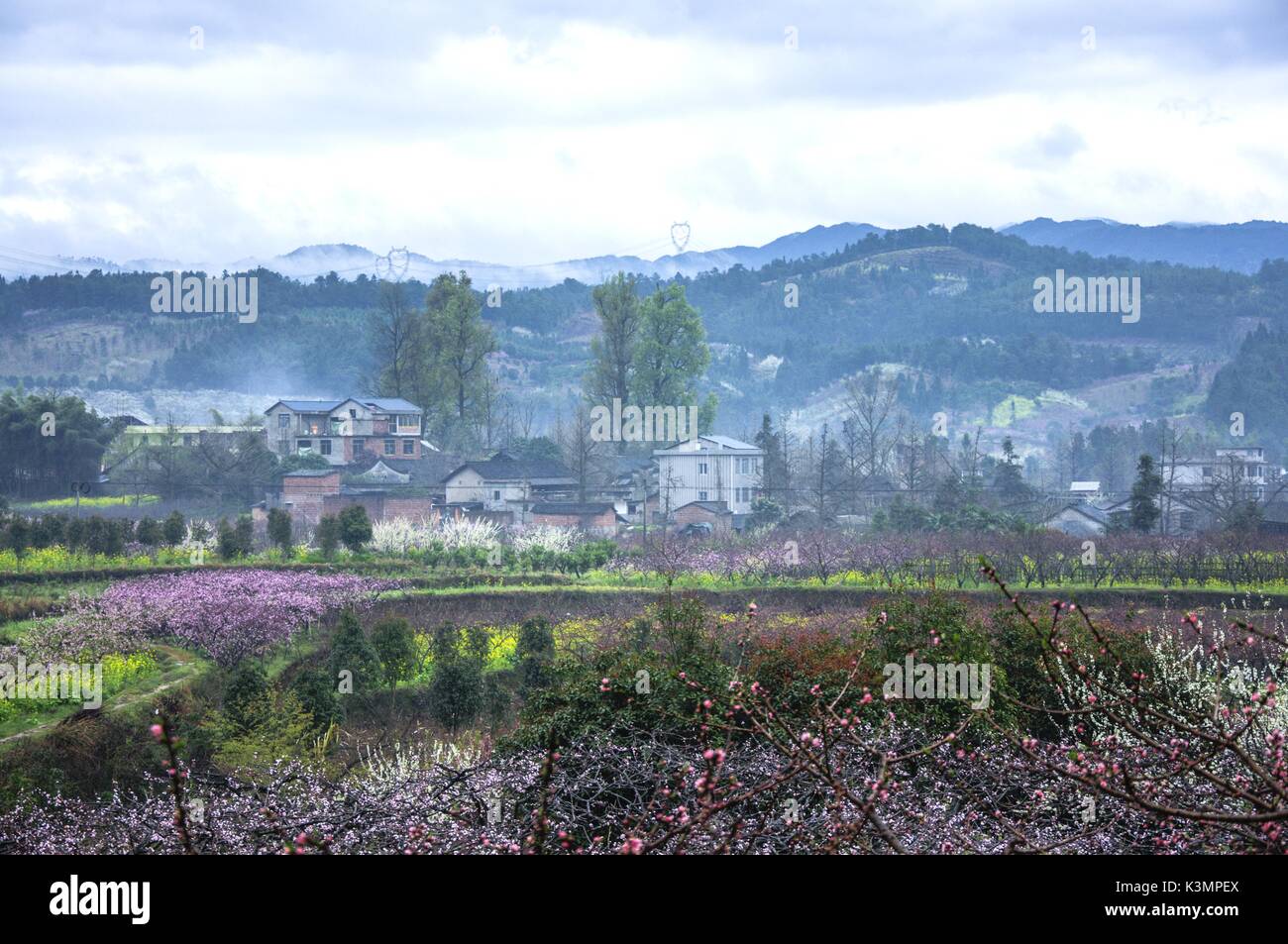Trees and mist and countryside hi-res stock photography and images - Alamy