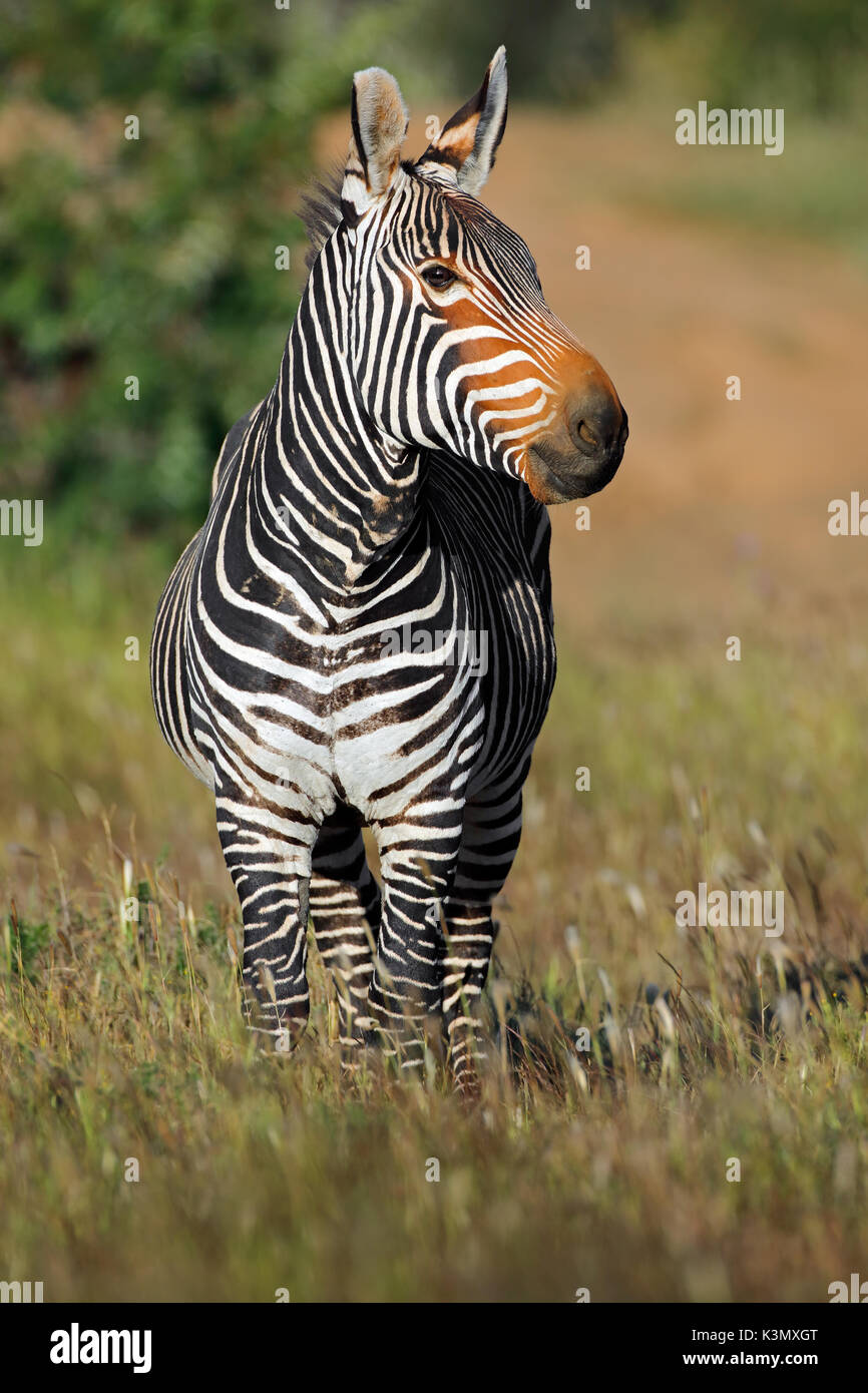 Cape mountain zebra (Equus zebra) in grassland, Mountain Zebra National ...