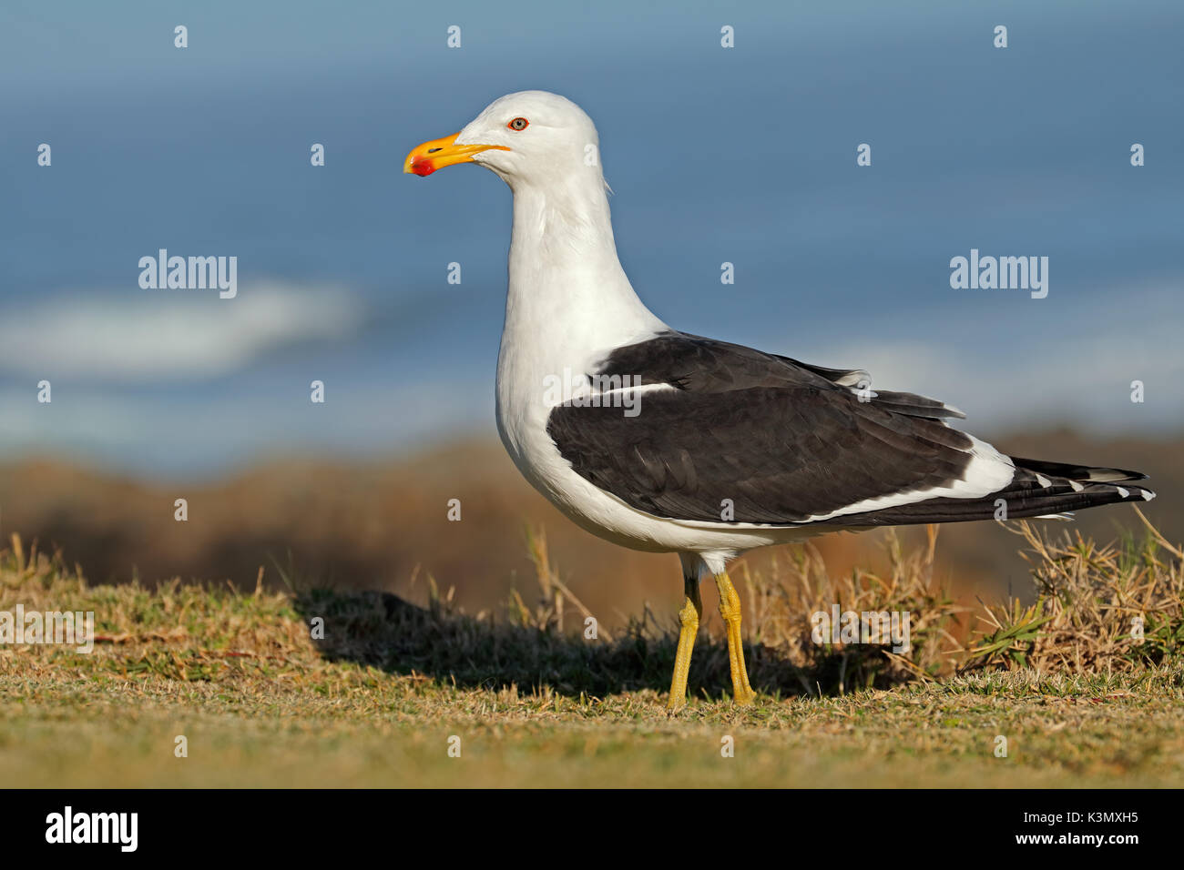 A kelp gull (Larus dominicanus) in natural habitat, South Africa Stock ...