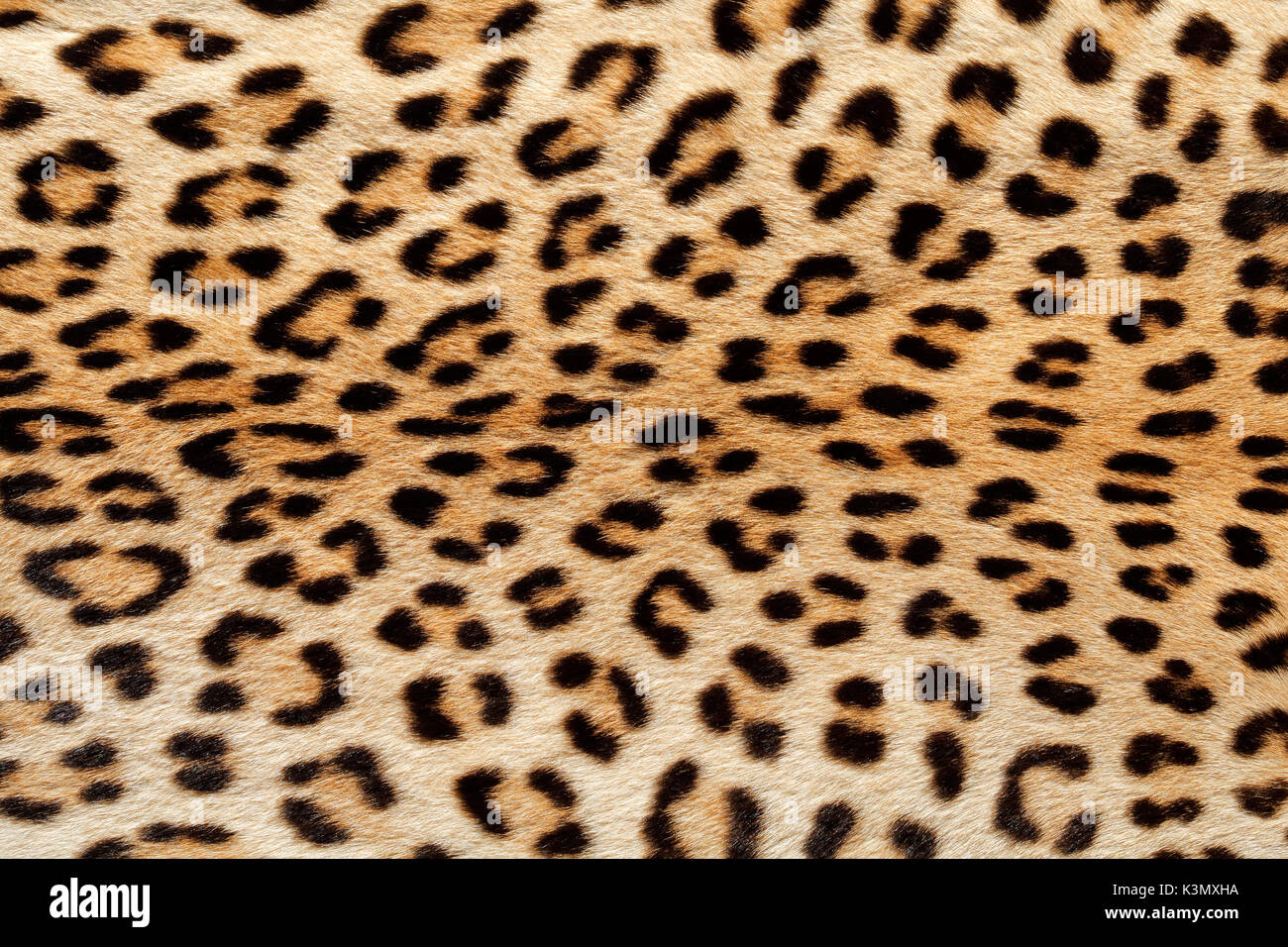 Close-up view of the skin of a leopard (Panthera pardus Stock Photo - Alamy