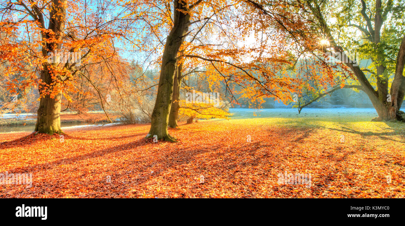 Beautiful colored trees in autumn, landscape photography. Snow on background. Late autumn and ...