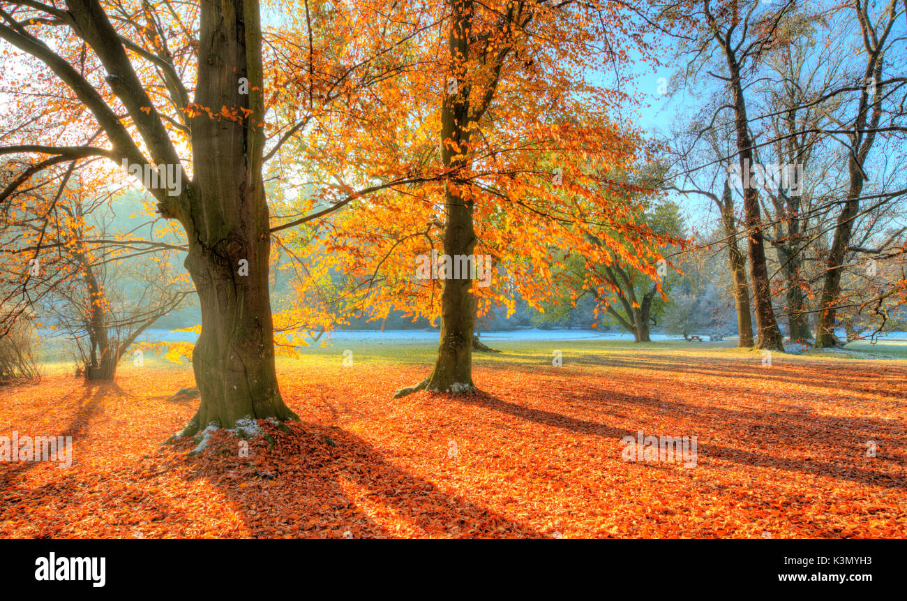 Beautiful colored trees in autumn, landscape photography. Snow on ...