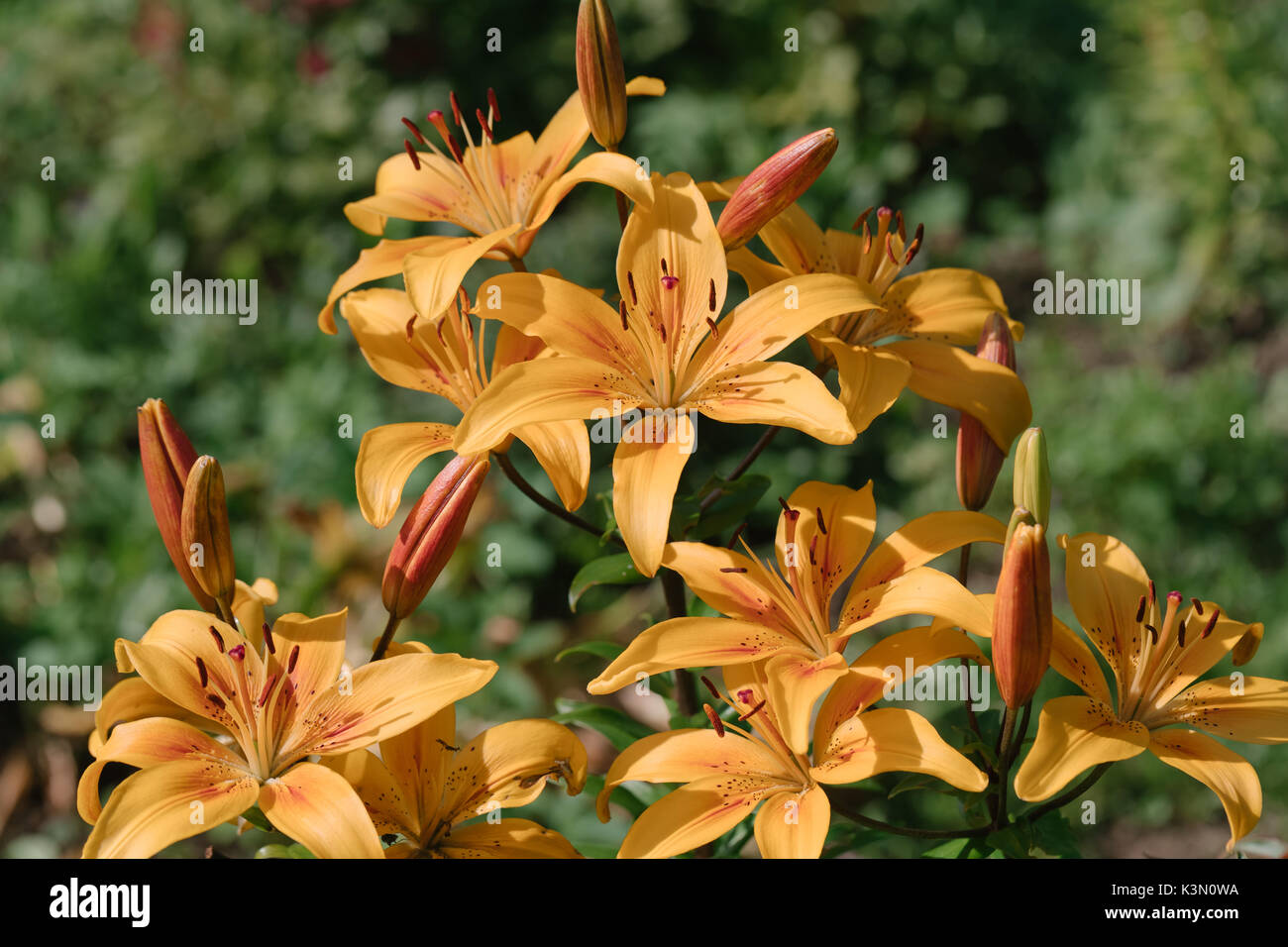 Lily cute hi-res stock photography and images - Alamy