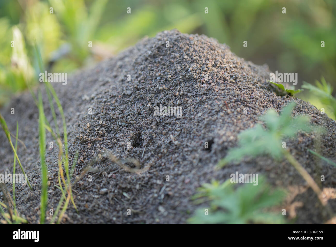 Anthill in the green forest Stock Photo - Alamy