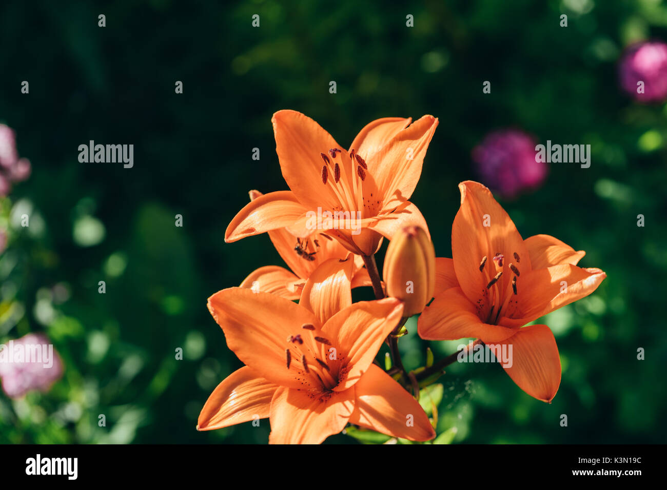 Lily cute hi-res stock photography and images - Alamy