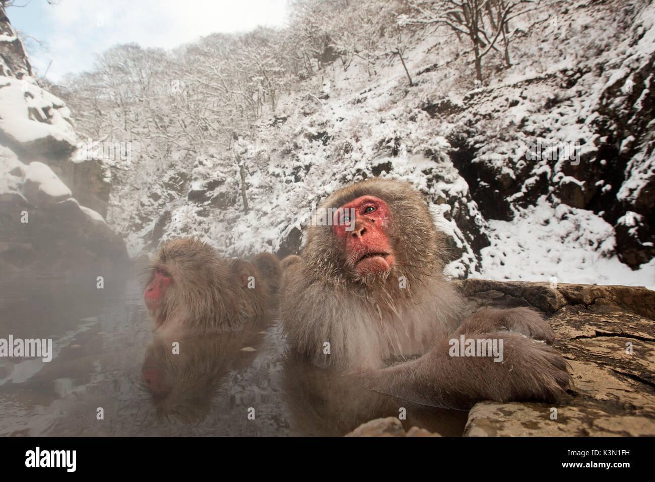 A group of Japanese macaques relaxing in hot spring, Jigokudani forest ...