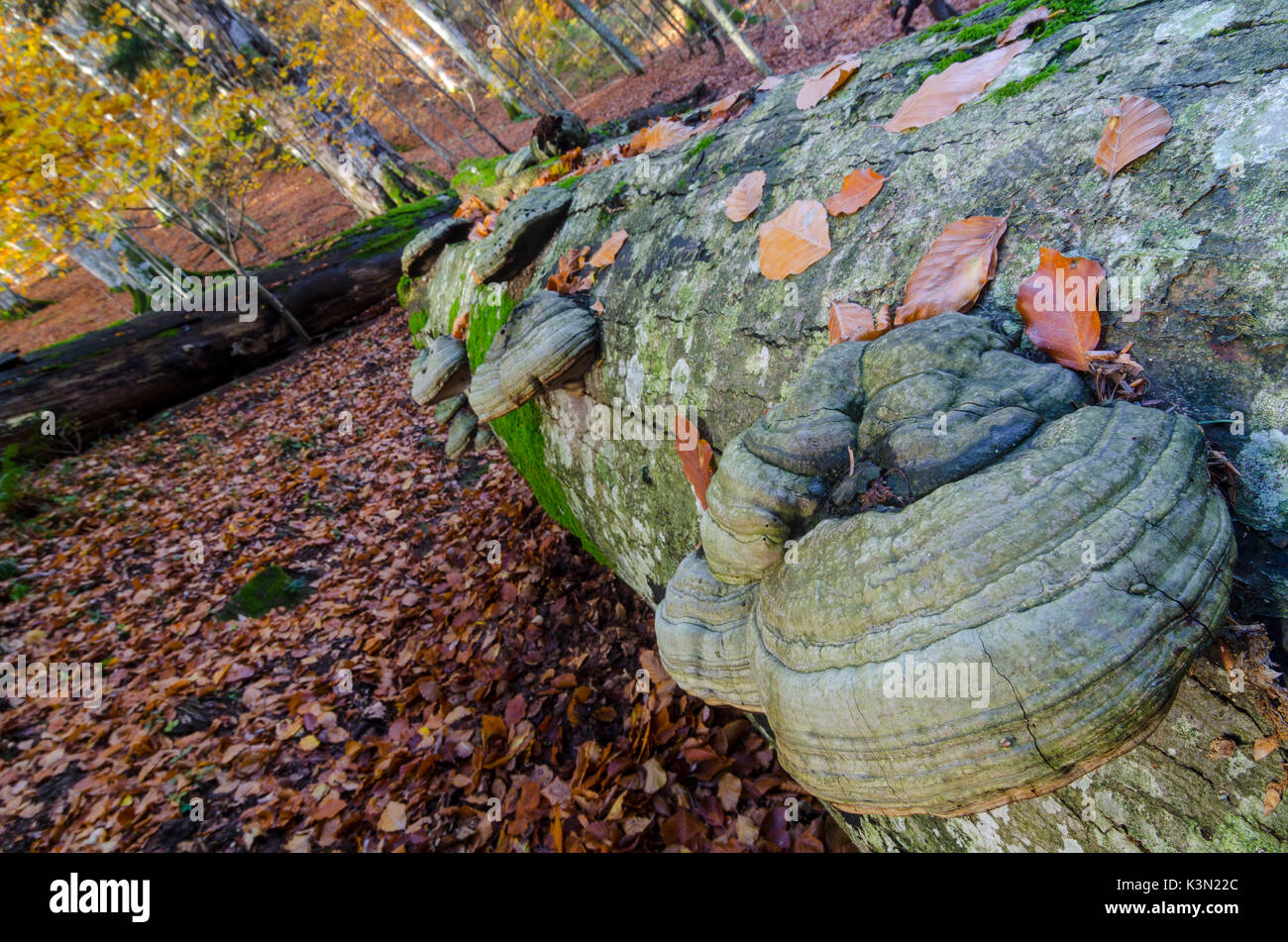 Saprophyte hi-res stock photography and images - Alamy