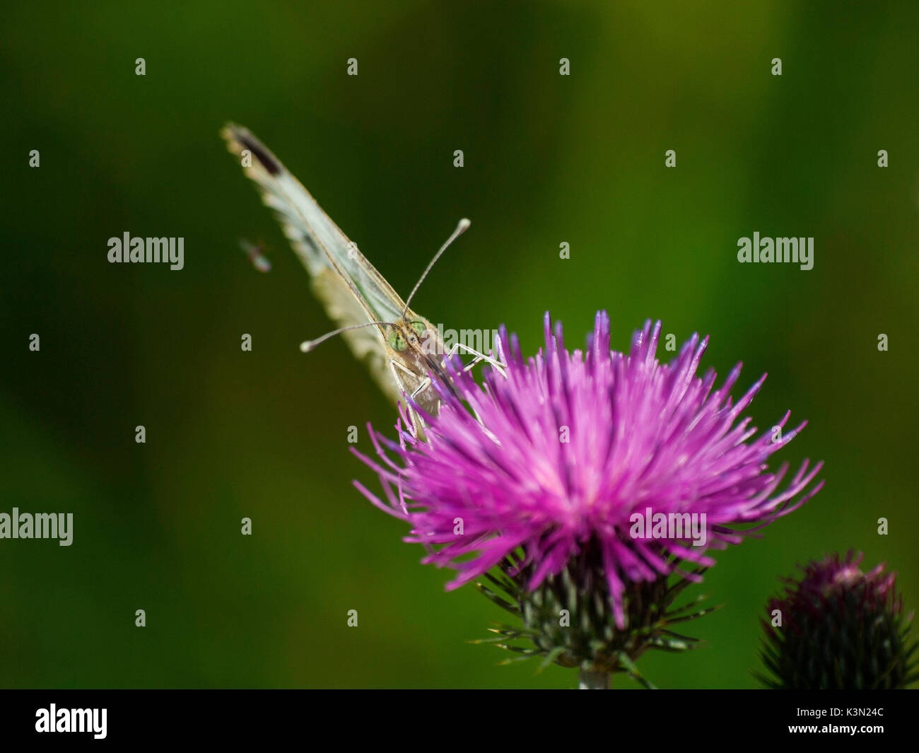 Europe butterfly hi-res stock photography and images - Alamy