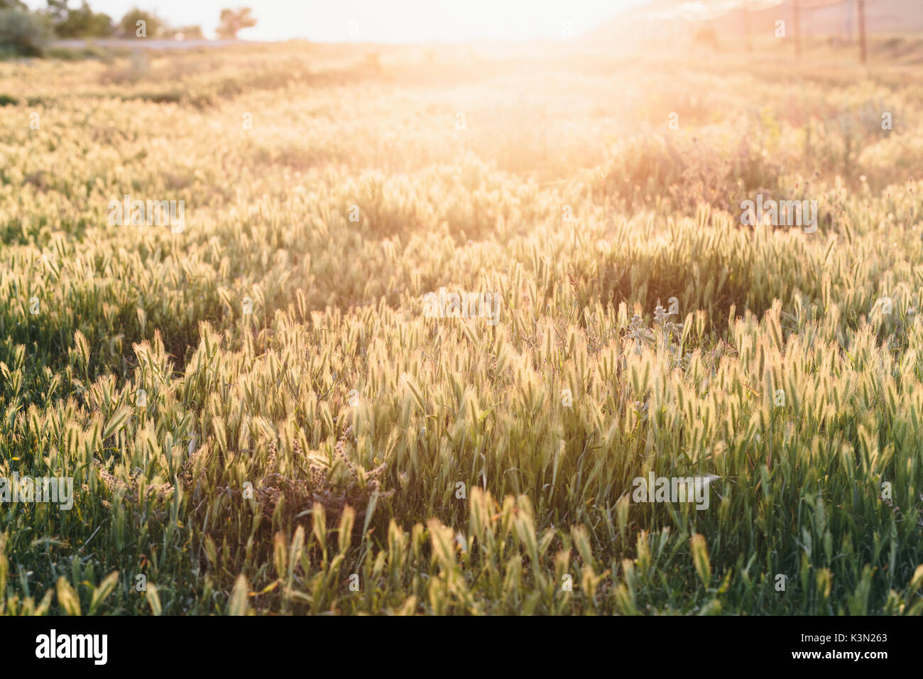 Beautiful sunset scene grass field hi-res stock photography and images ...