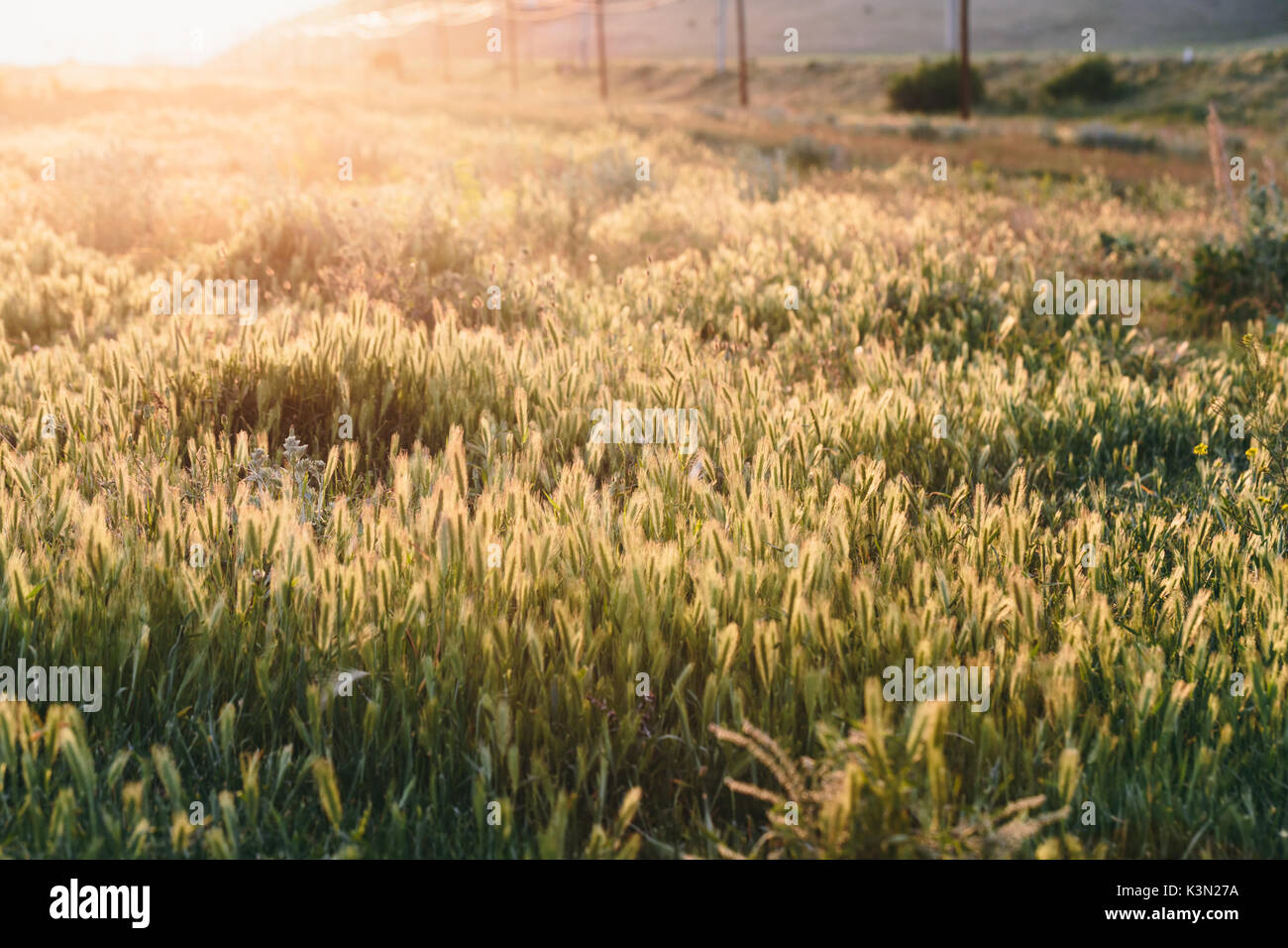 Beautiful field grass sunset hi-res stock photography and images - Alamy