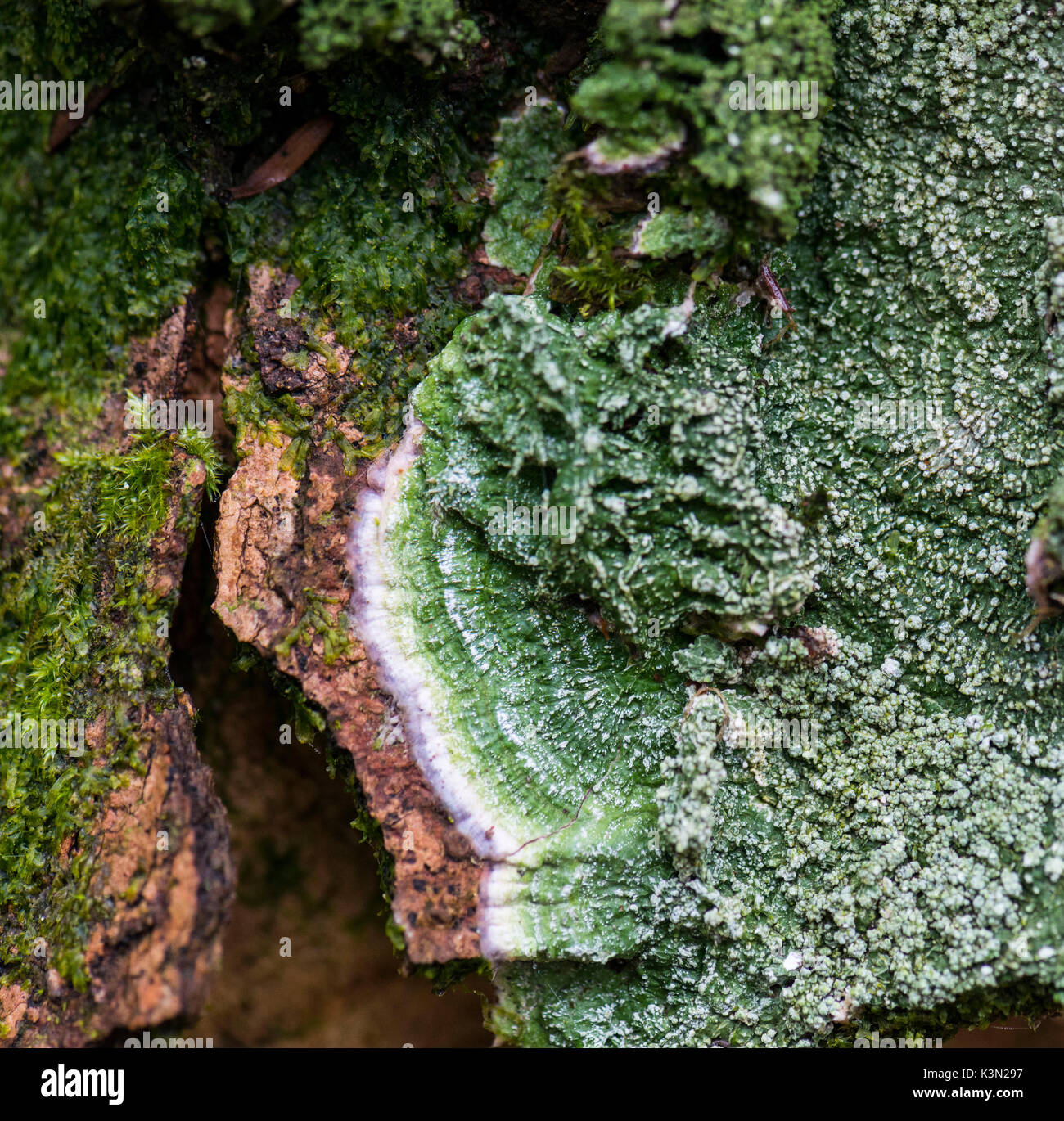 Sasso fratino natural integral reserve hi-res stock photography and ...