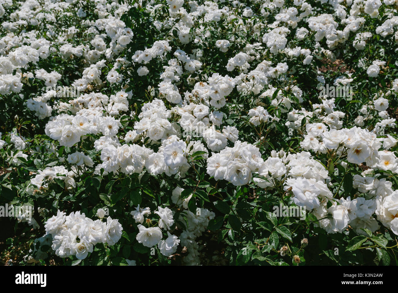 Fluffy white plant hi-res stock photography and images - Alamy