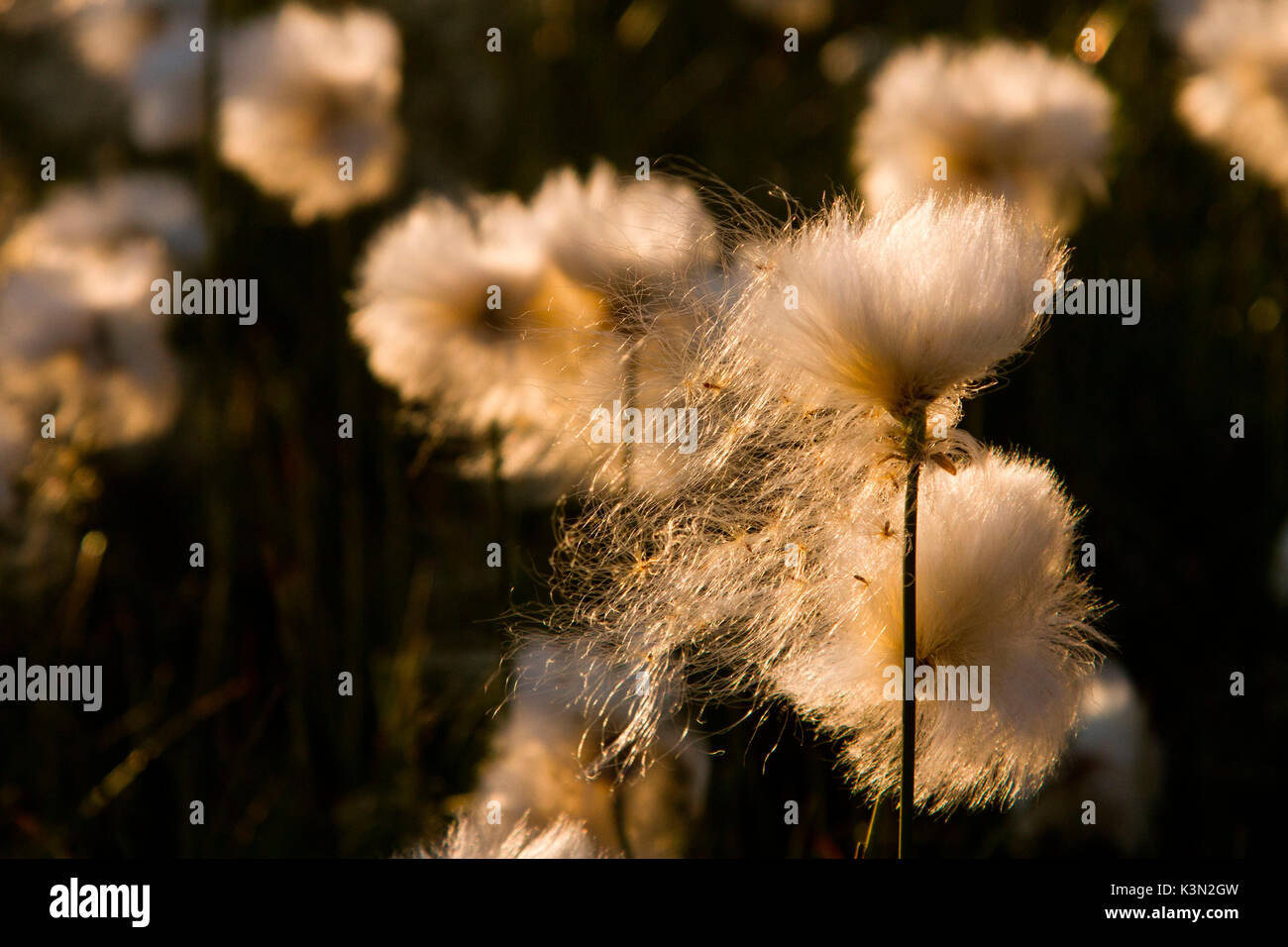 Wind blown flowers hi-res stock photography and images - Alamy