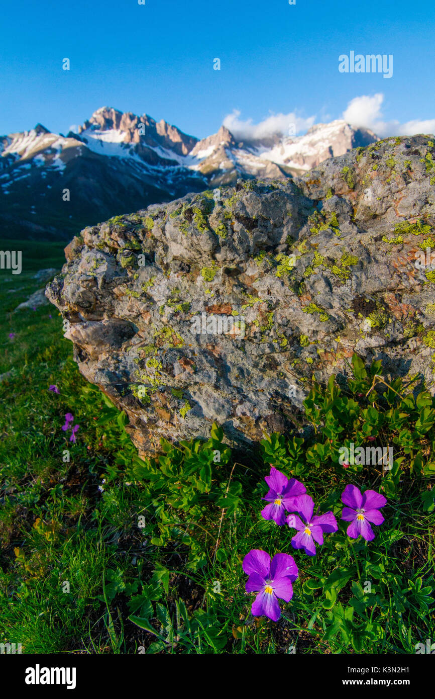Viola calcarata hi-res stock photography and images - Alamy