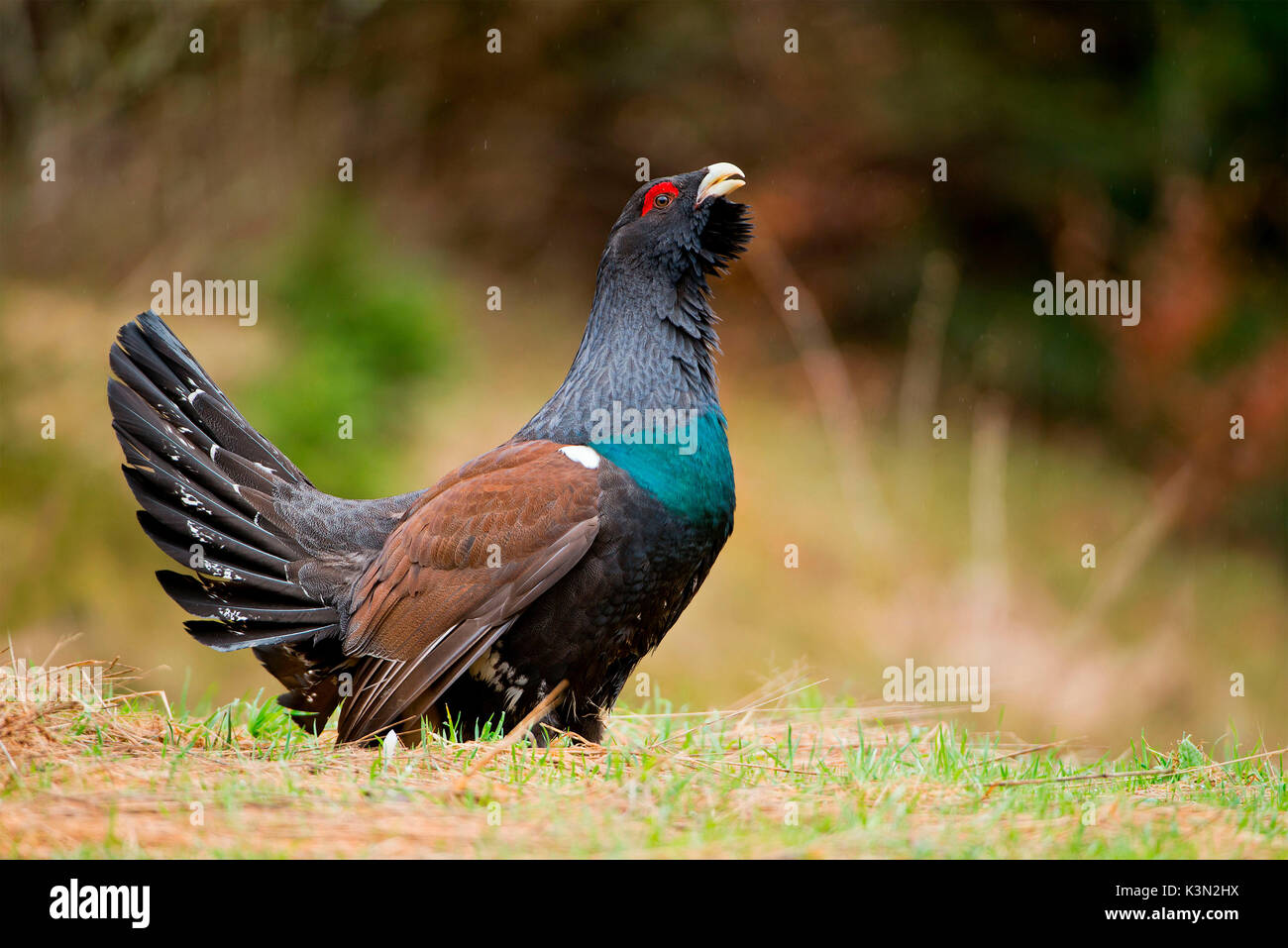 Capercaillie hi-res stock photography and images - Alamy