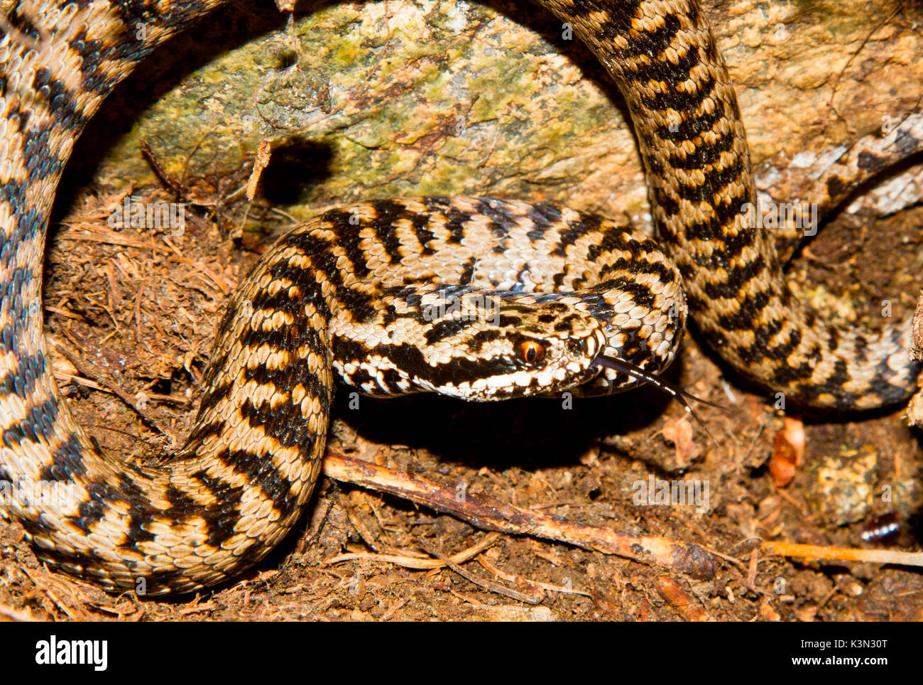 Alpine snakes hi-res stock photography and images - Alamy