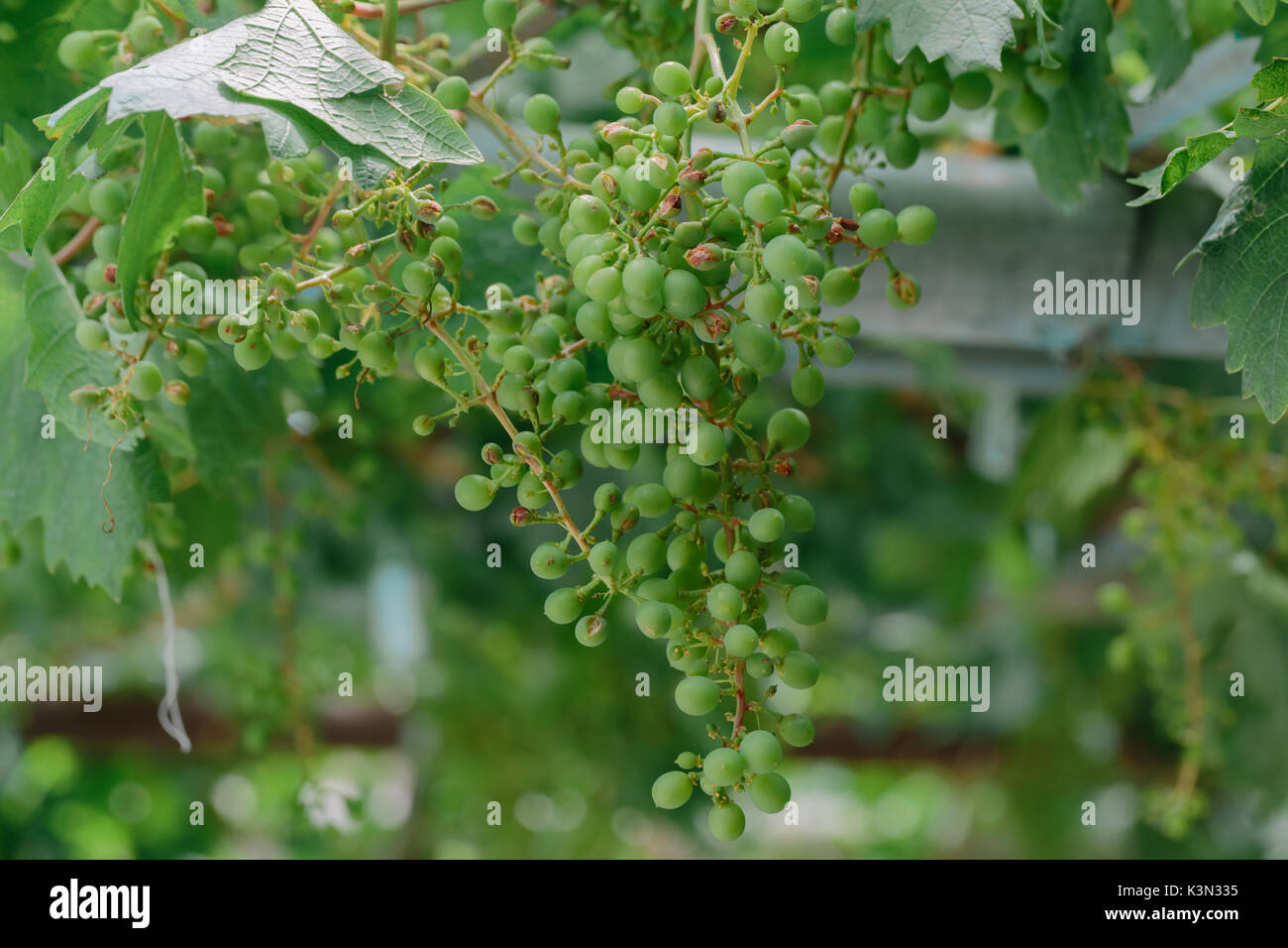 Green grapes on a branch Stock Photo - Alamy