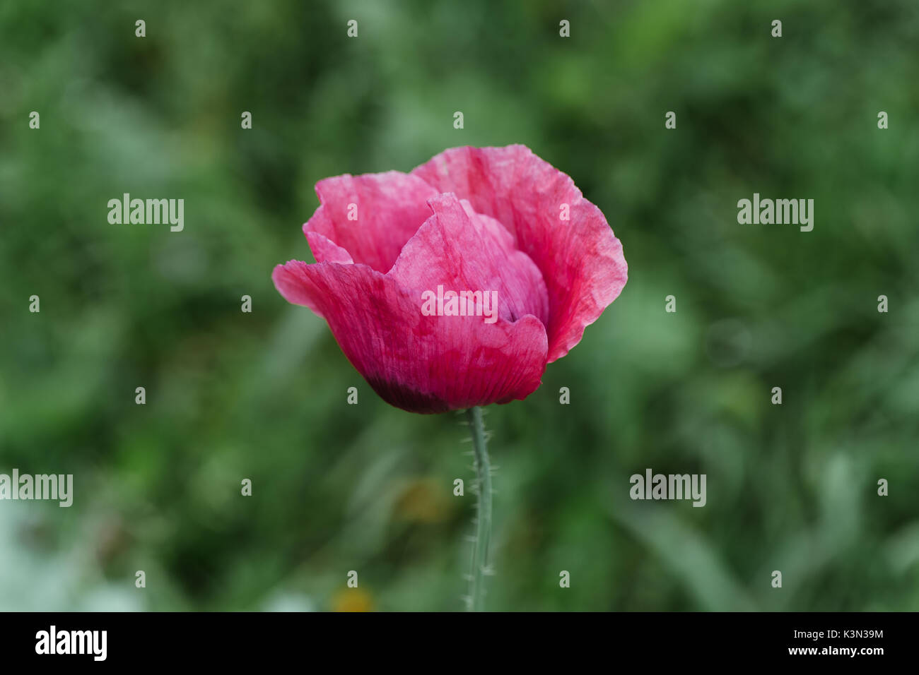 Poppy illustration hi-res stock photography and images - Alamy