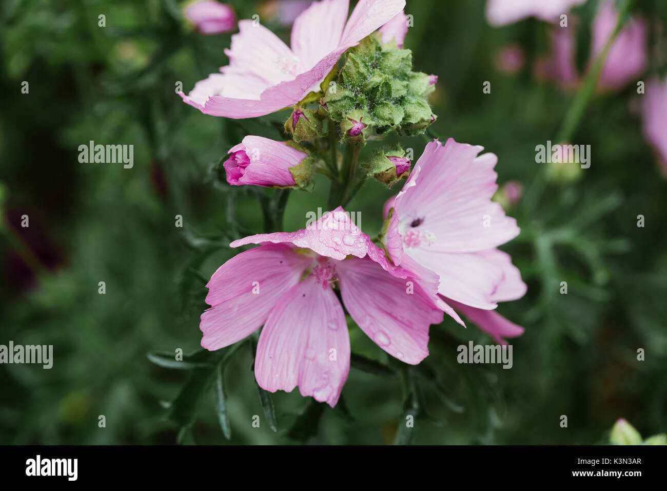 Tallmallow hi-res stock photography and images - Alamy