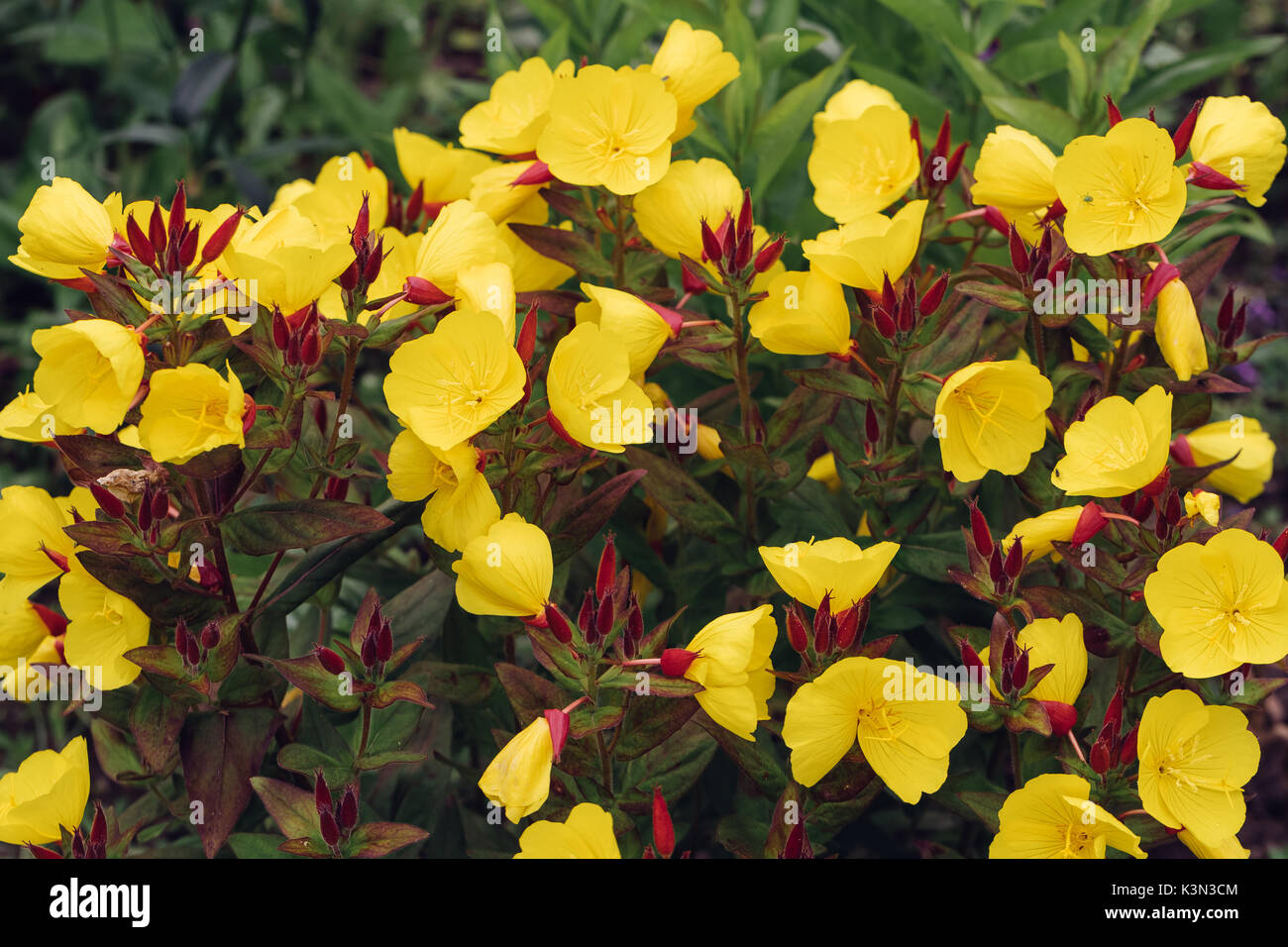 Gorgeous yellow flowers hi-res stock photography and images - Alamy